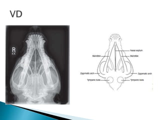 Rkvy radiographic positioning of dog | PPTX