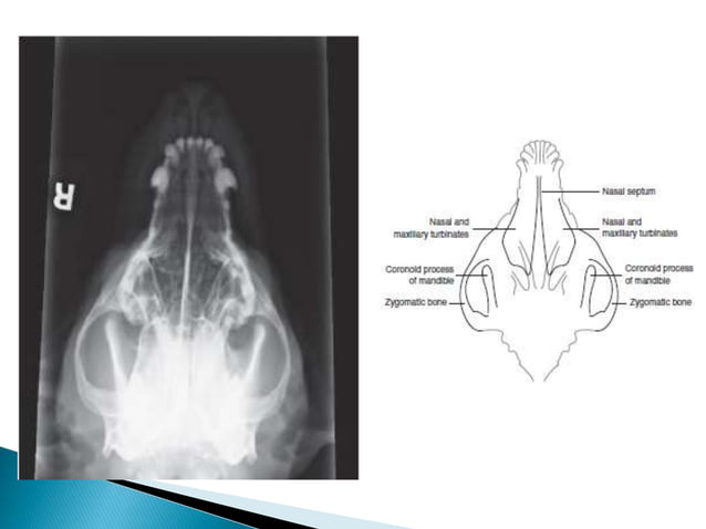Rkvy radiographic positioning of dog | PPTX | Medical Tests | Medical ...