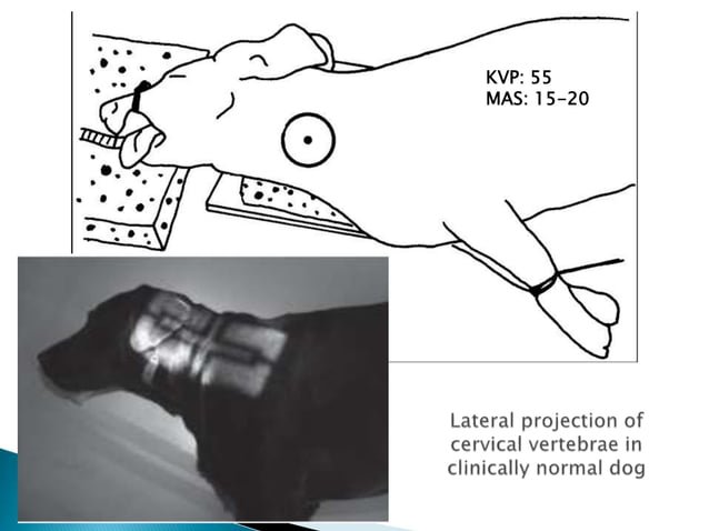 Rkvy radiographic positioning of dog | PPTX | Medical Tests | Medical ...