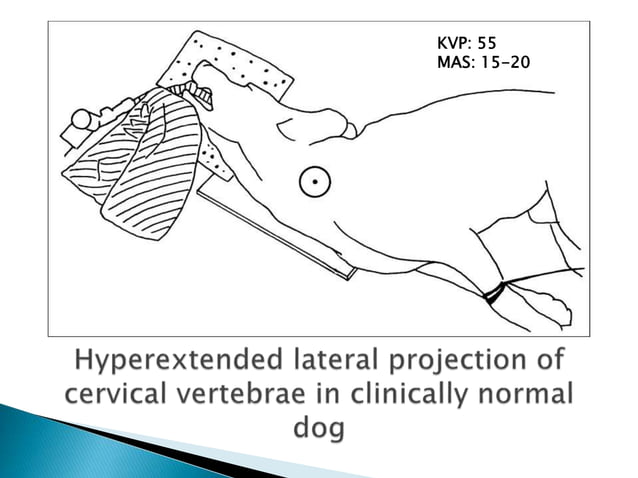 Rkvy radiographic positioning of dog | PPTX | Medical Tests | Medical ...