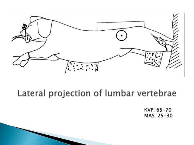 Rkvy radiographic positioning of dog | PPTX | Medical Tests | Medical ...