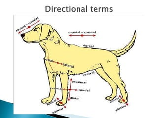 Anatomical Planes Of A Dog