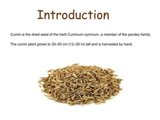 Cumin | PPT