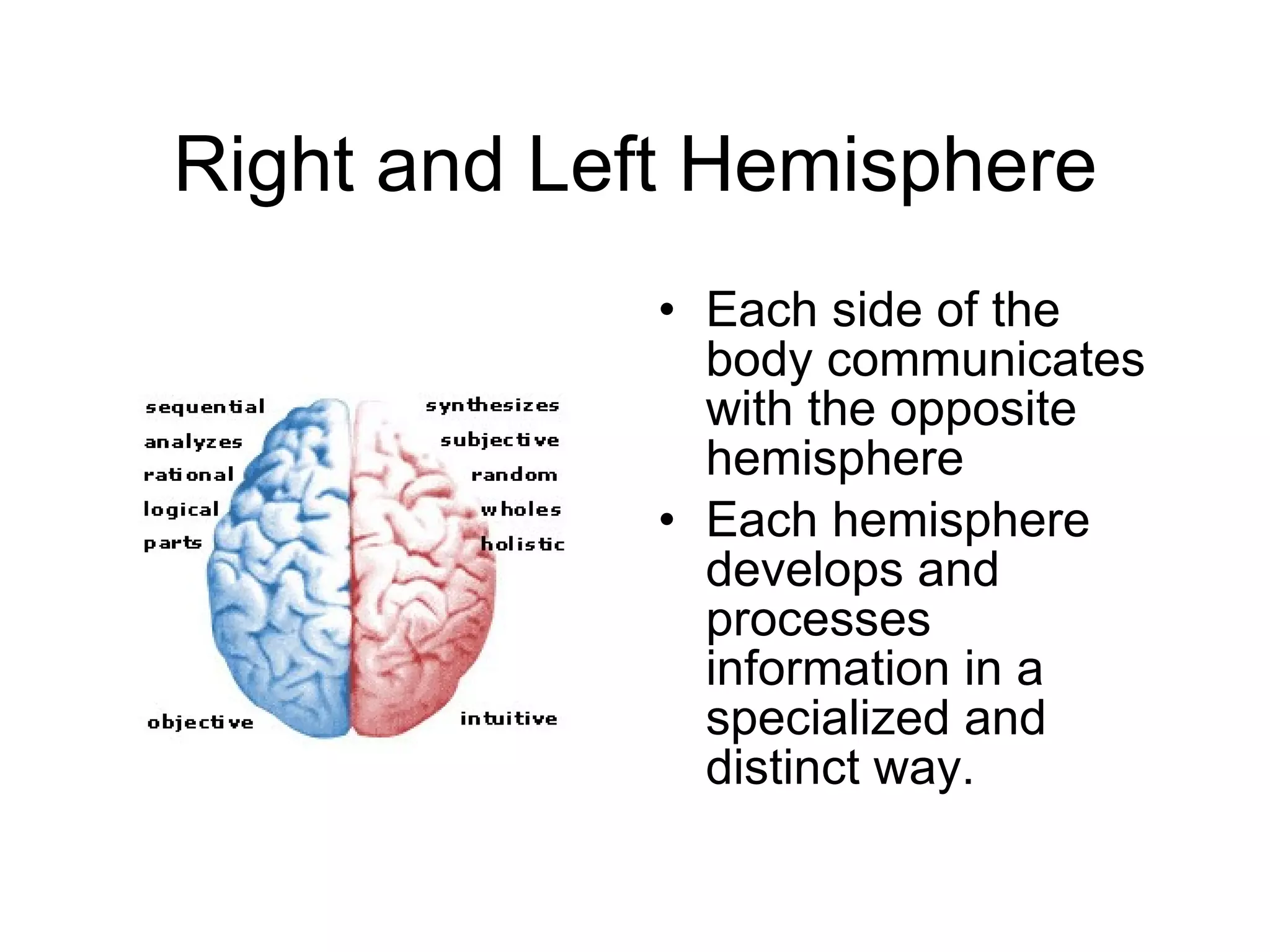 Right Left Hemispheres | PPT