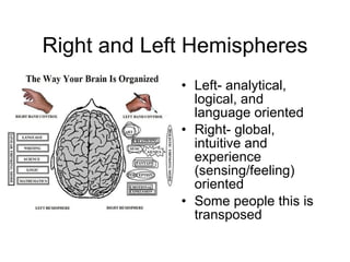 Right Left Hemispheres | PPT