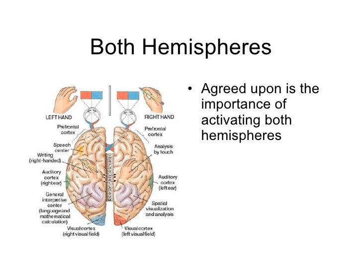 Right Left Hemispheres