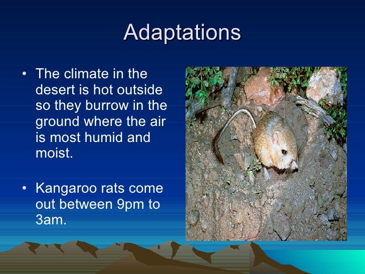 The Amazing Kangaroo Rat