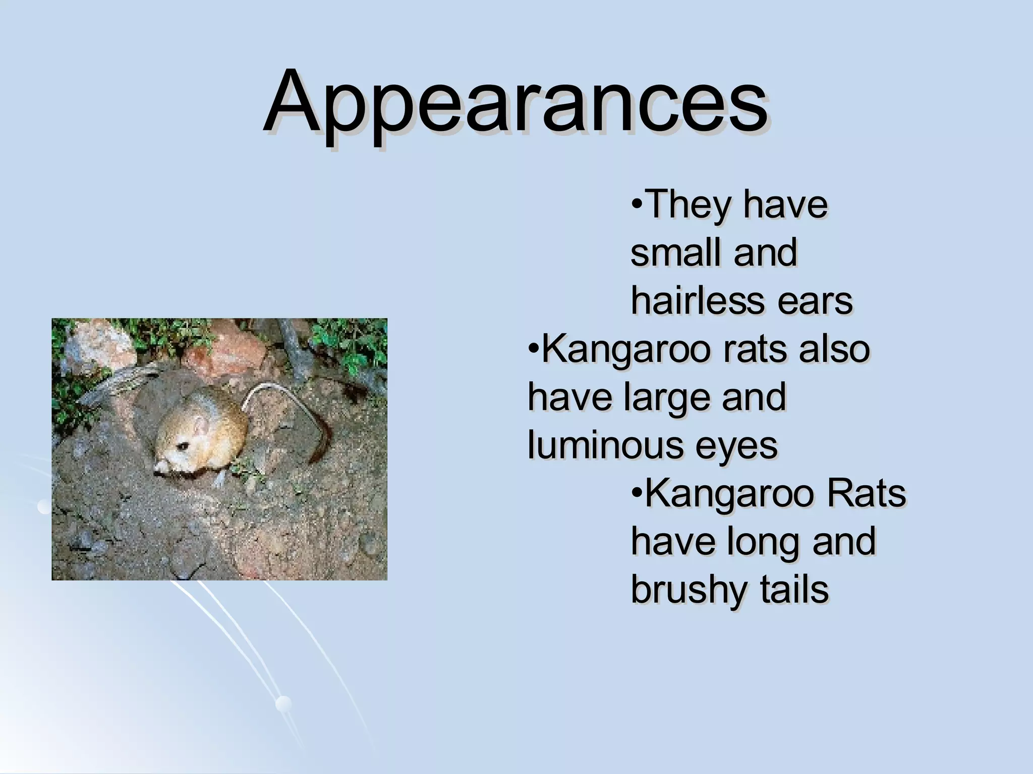 Kangaroo Rat | PPT