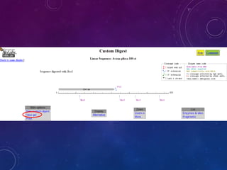 RESTRICTION MAPPING | PPT
