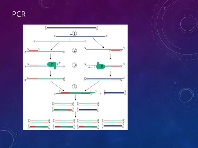 RESTRICTION MAPPING | PPT