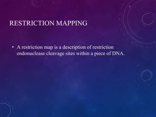 RESTRICTION MAPPING | PPT