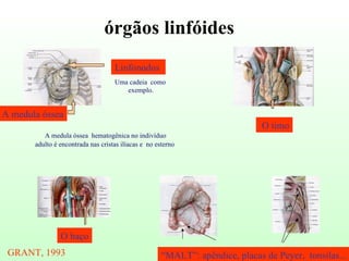 A organização do tecido linfóide | PPT