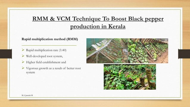Black pepper :Rmm and vcm –a revolutionary method for boosting black ...