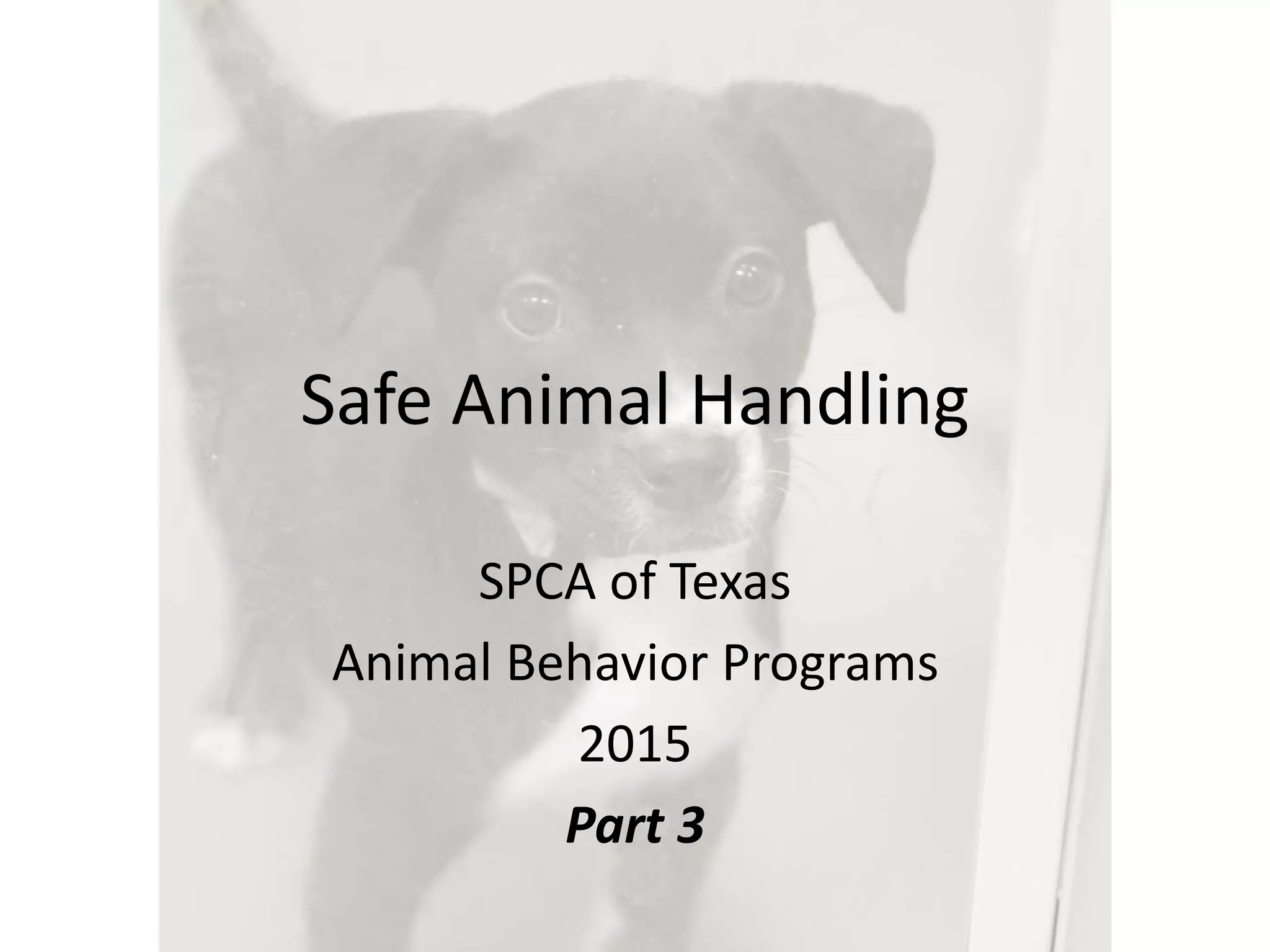 Safe Animal Handling Part 3 | PPTX | Ear, Nose and Throat Conditions ...