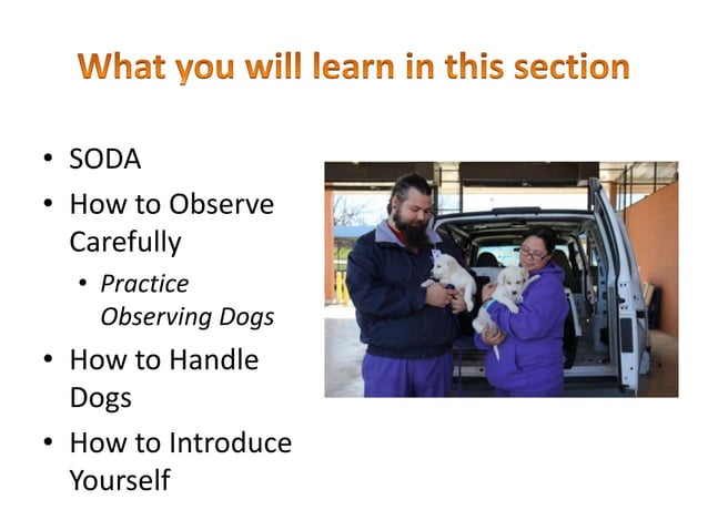 Safe Animal Handling Part 3 | PPTX | Ear, Nose and Throat Conditions ...
