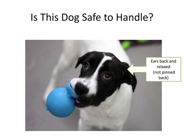 Safe Animal Handling Part 3 | PPTX | Ear, Nose and Throat Conditions ...
