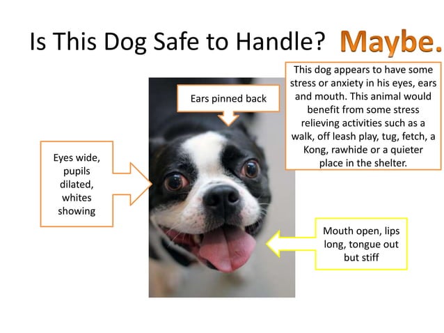 Safe Animal Handling Part 3 | PPTX | Ear, Nose and Throat Conditions ...