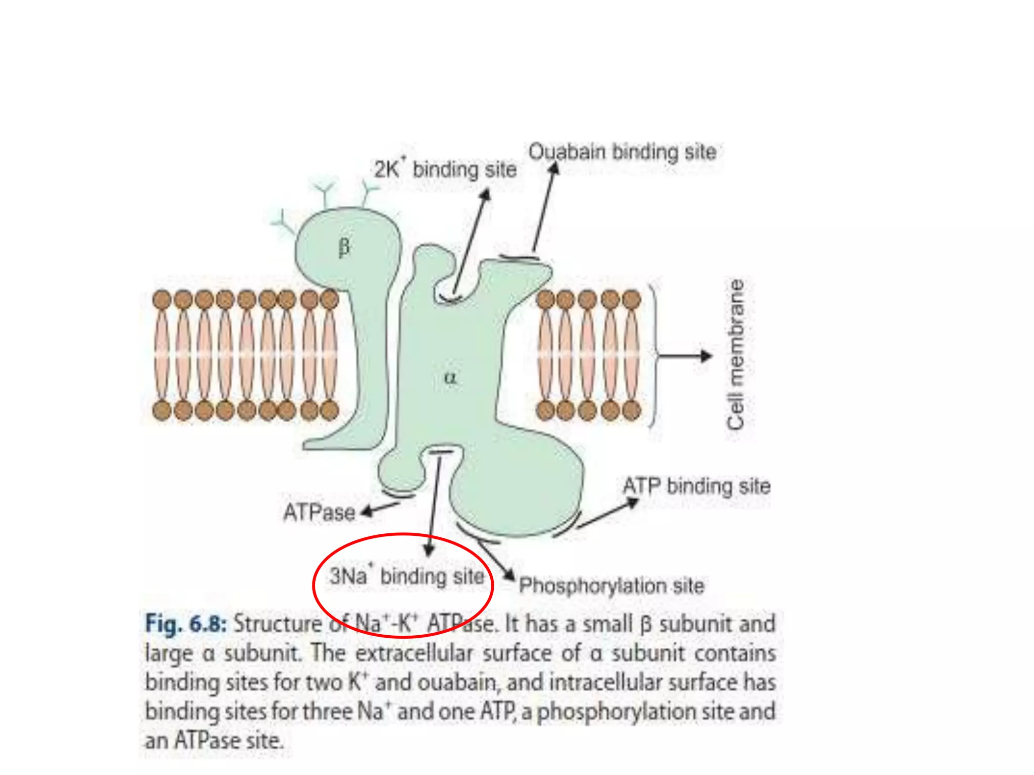 Resting membrane potential | PPTX