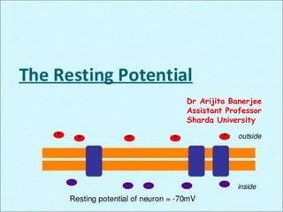 Resting membrane potential | PPTX