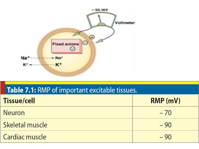 Resting membrane potential | PPTX
