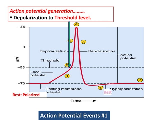 Resting membrane potential | PPTX