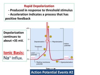Resting membrane potential | PPTX