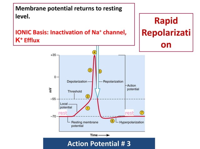 Resting membrane potential | PPTX