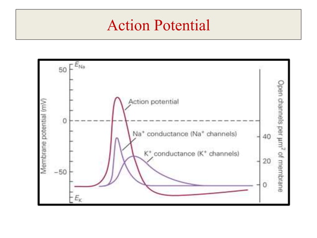 Resting membrane potential | PPTX