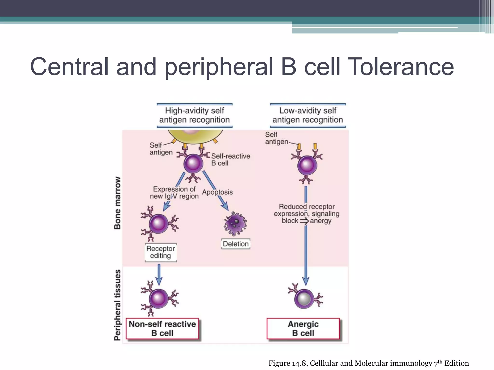 Principles of tolerance and autoimmune diseases | PPTX