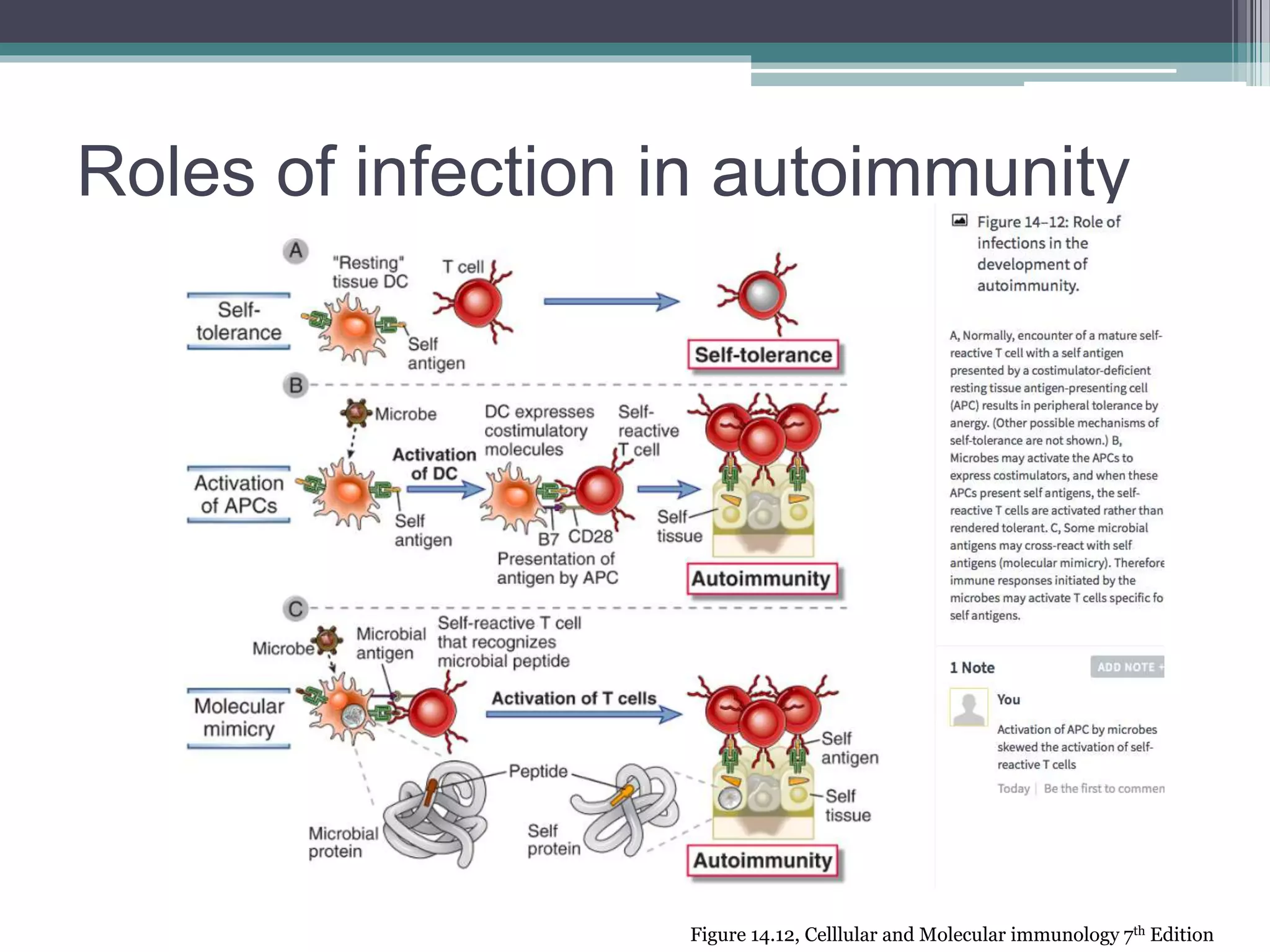 Principles of tolerance and autoimmune diseases | PPTX