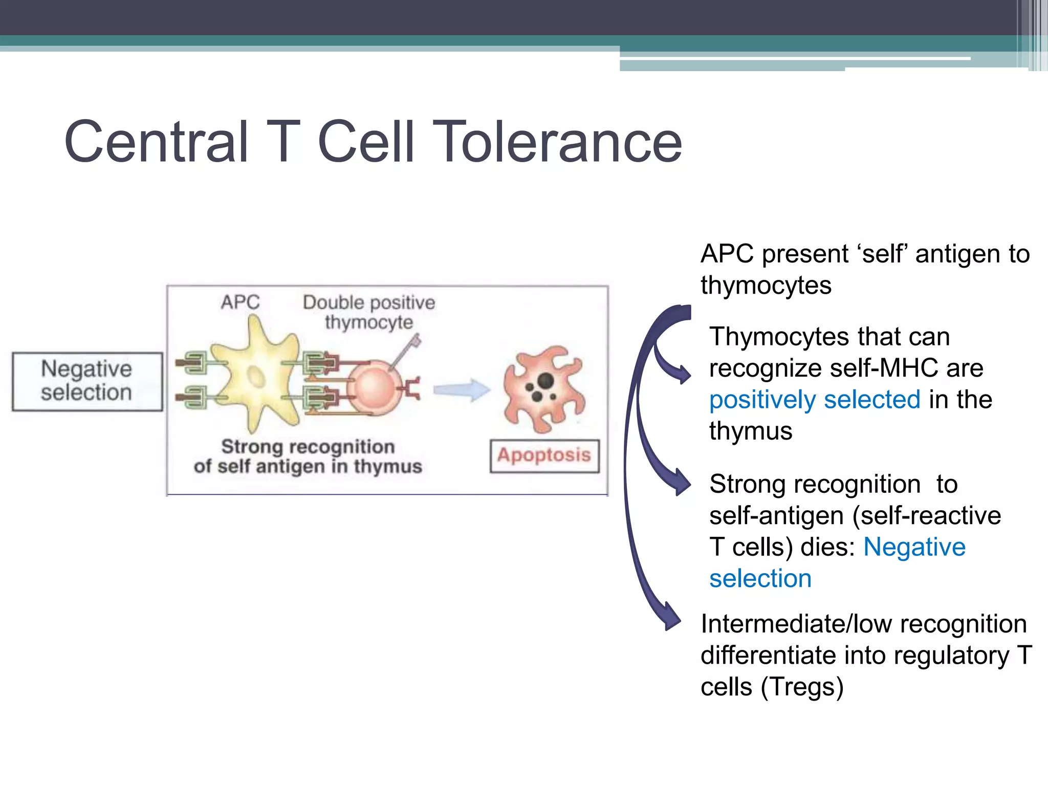 Principles of tolerance and autoimmune diseases | PPTX