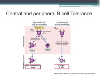 Principles of tolerance and autoimmune diseases | PPTX