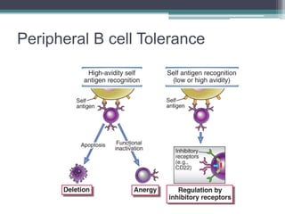 Principles of tolerance and autoimmune diseases | PPTX