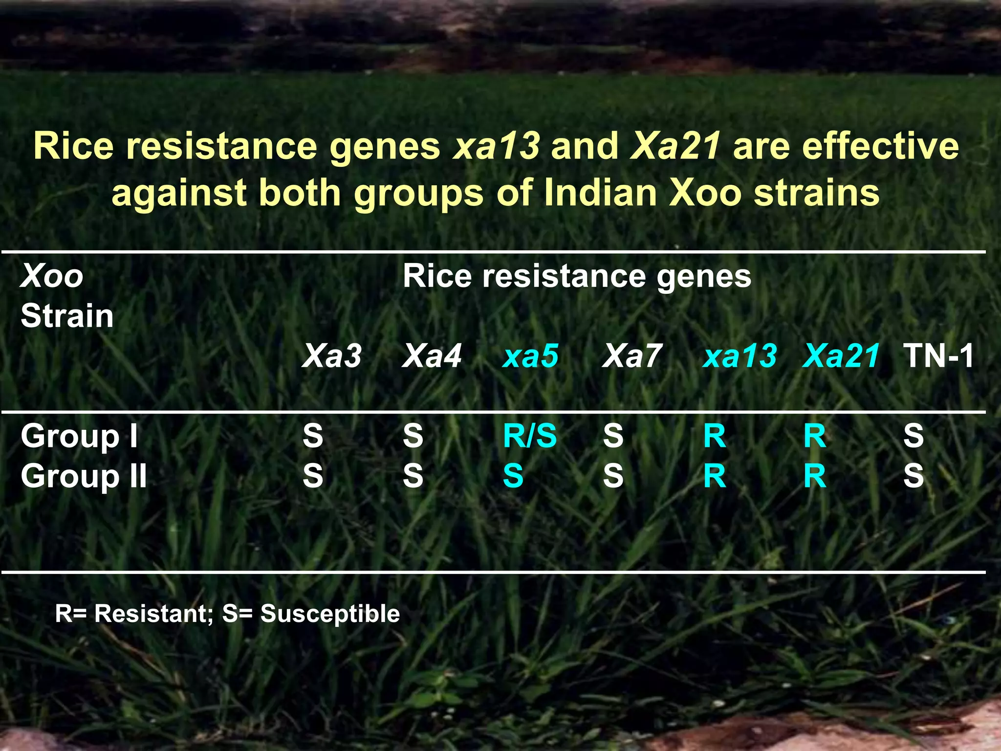 Marker assisted breeding of biotic stress resistance in Rice | PPT