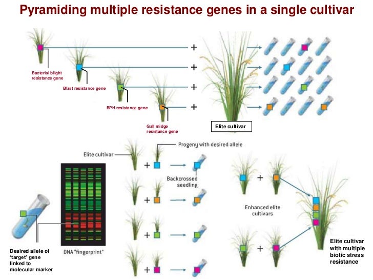 Marker assisted breeding of biotic stress resistance in Rice
