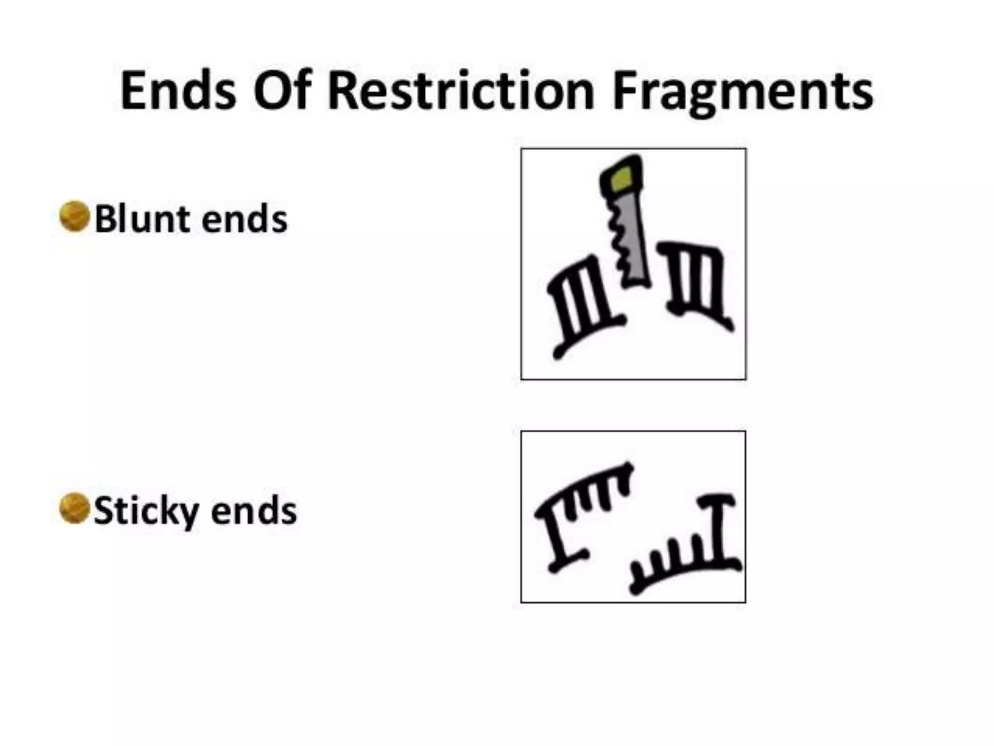 Restriction Modification System Types Of Restriction Enzymes Pptx