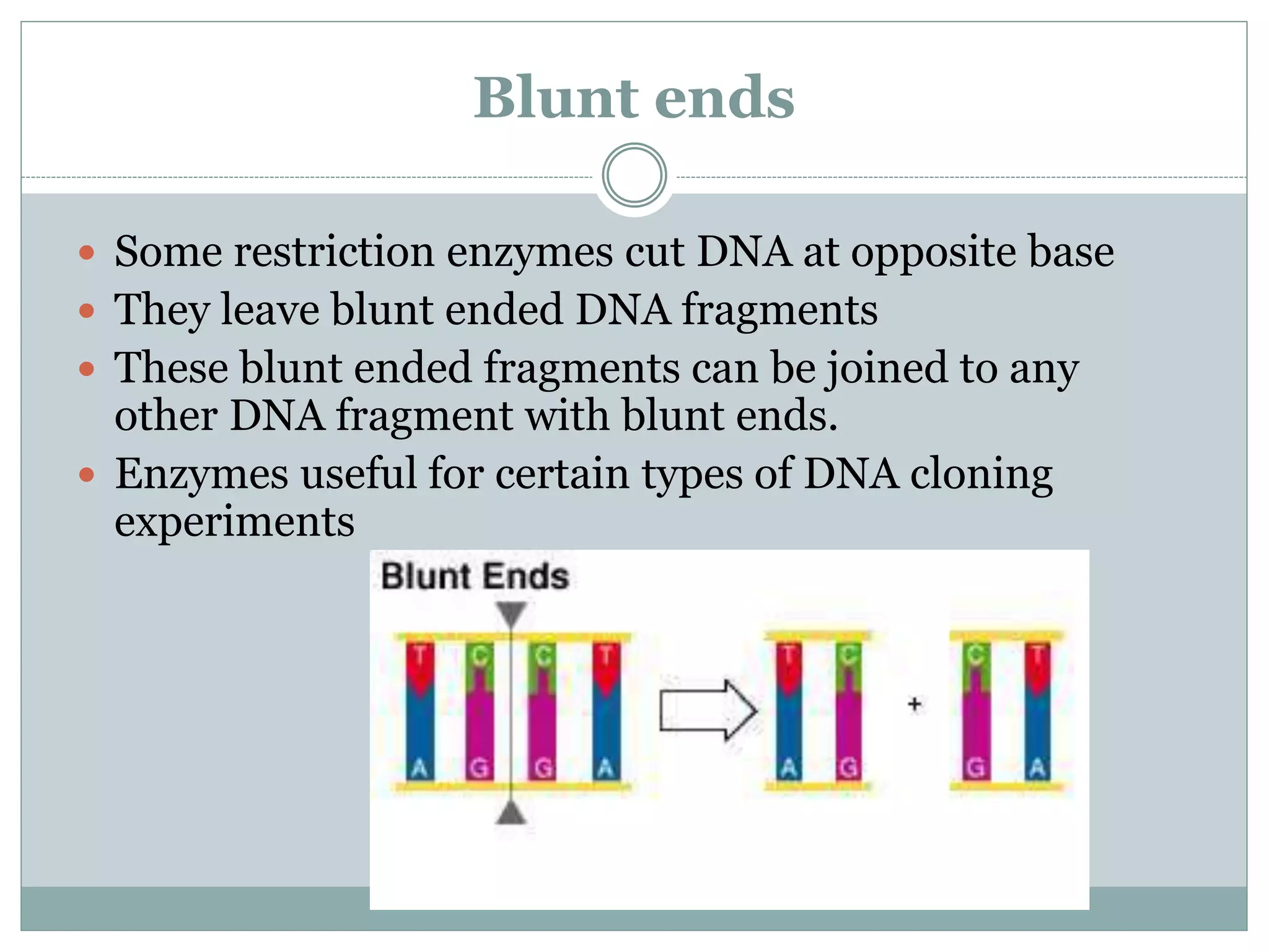Restriction Modification System Types Of Restriction Enzymes Pptx