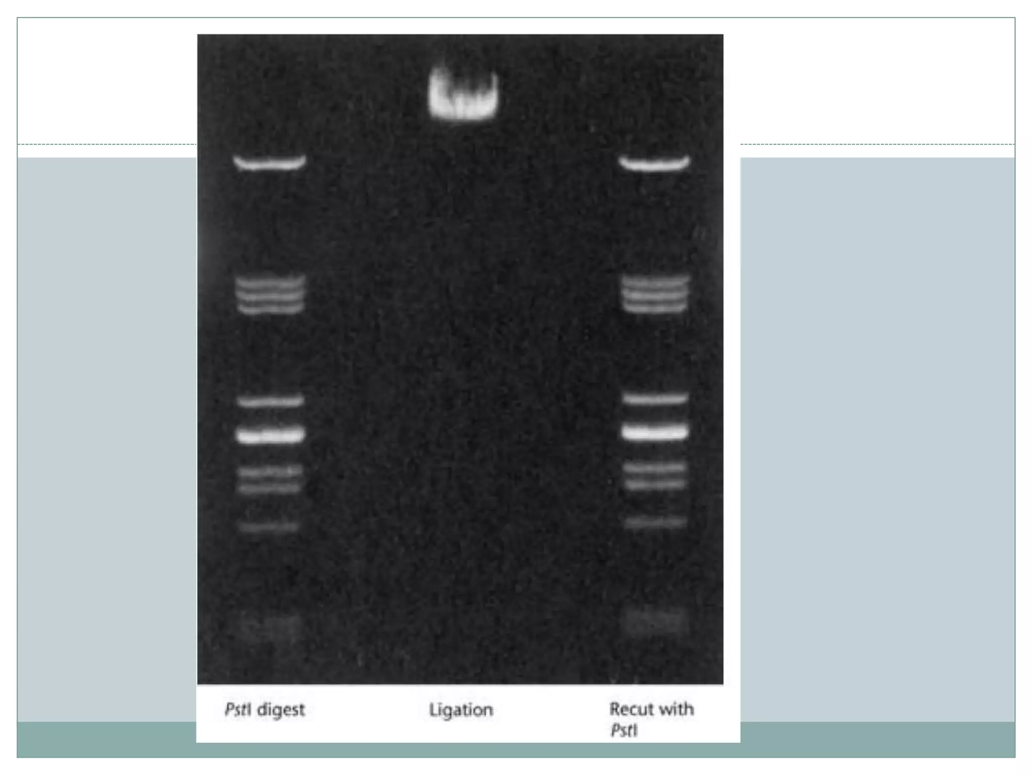 Restriction Modification System Types Of Restriction Enzymes Pptx