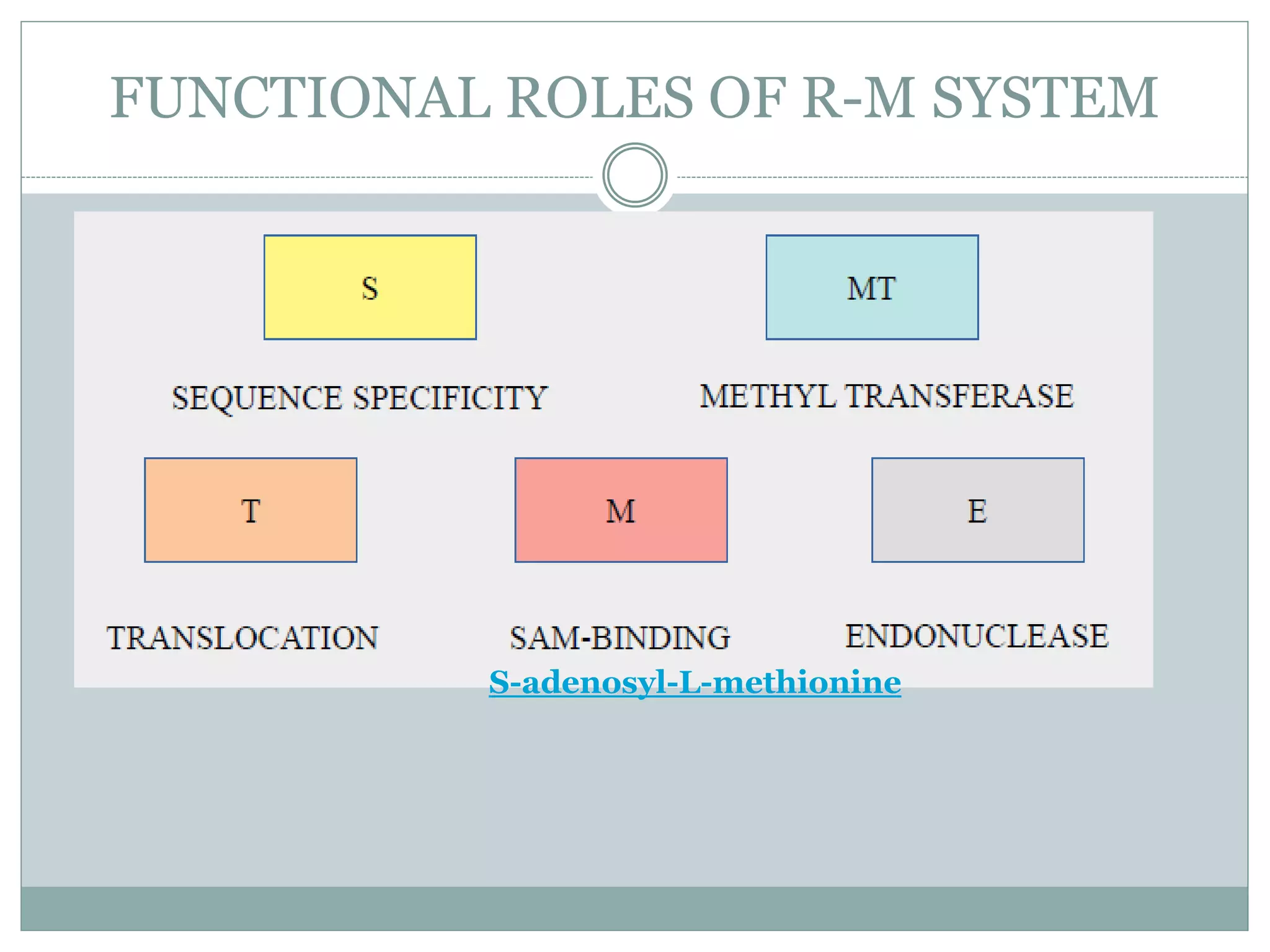 Restriction Modification System Types Of Restriction Enzymes Pptx