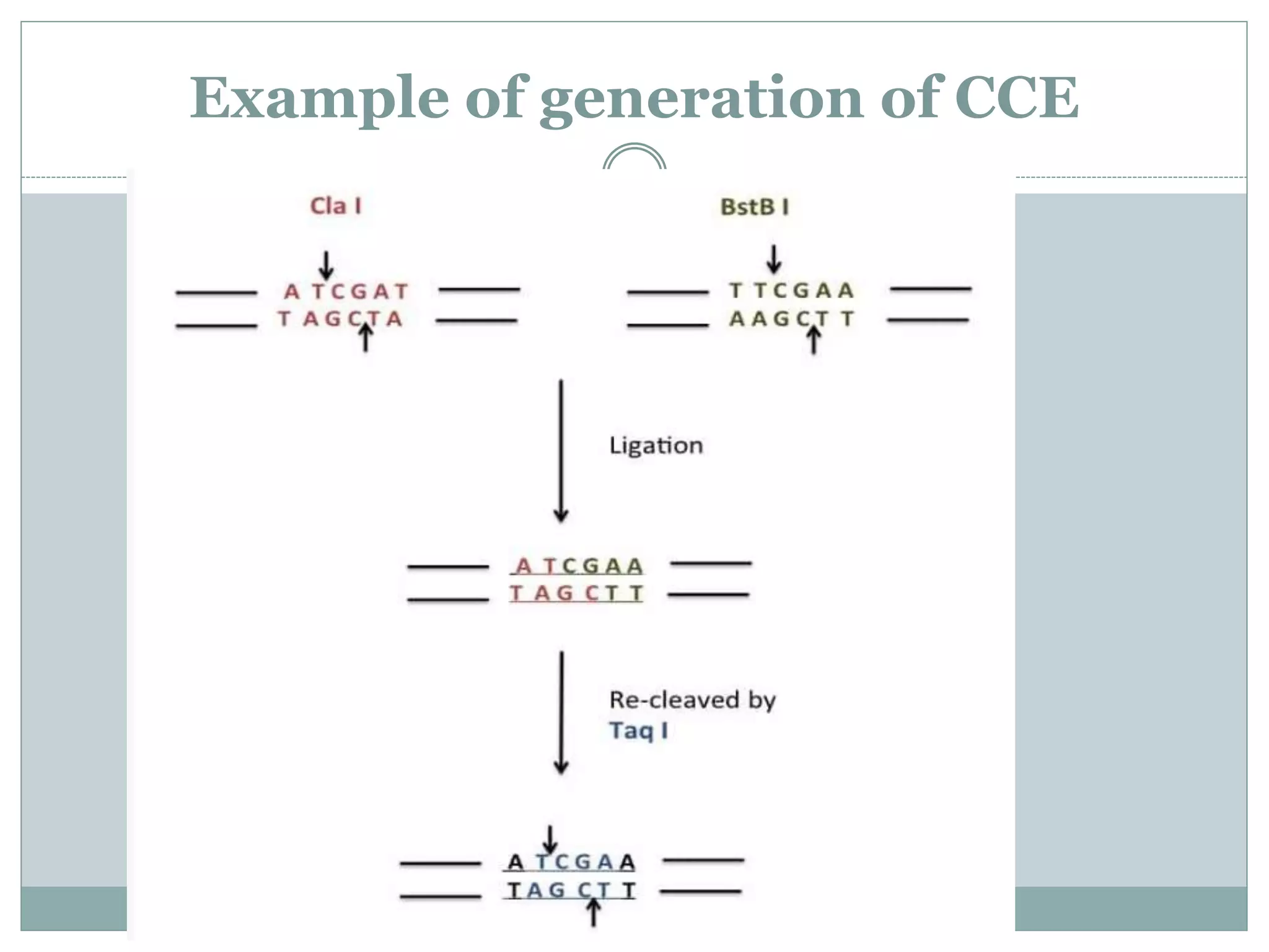 Restriction Modification System Types Of Restriction Enzymes Pptx