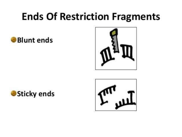 Restriction-Modification system, Types of Restriction enzymes | PPTX