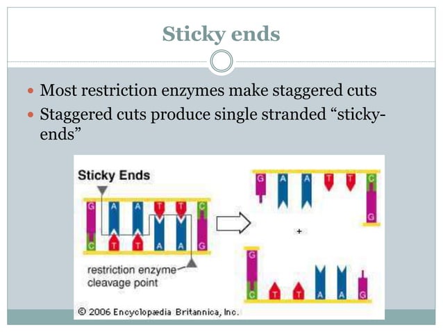 Restriction Modification System Types Of Restriction Enzymes Pptx