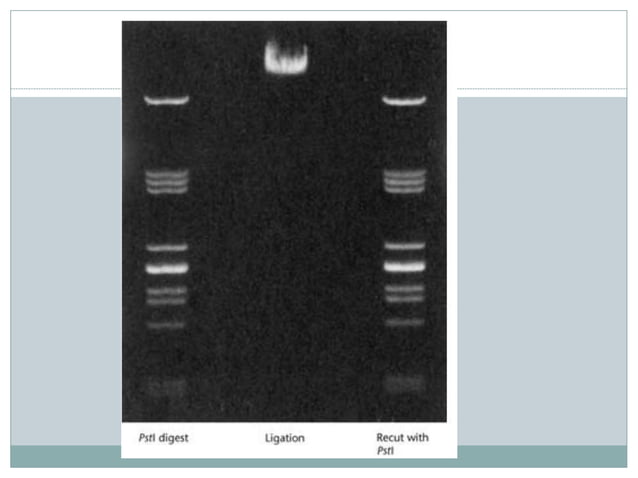 Restriction-Modification system, Types of Restriction enzymes | PPTX