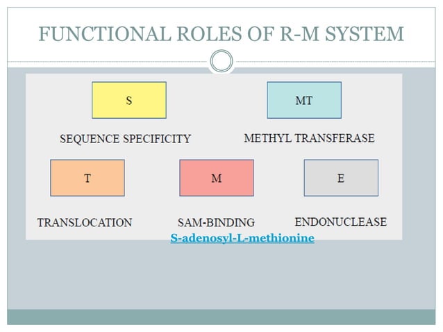 Restriction-Modification system, Types of Restriction enzymes | PPTX