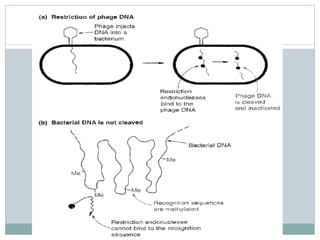 Restriction-Modification system, Types of Restriction enzymes | PPTX