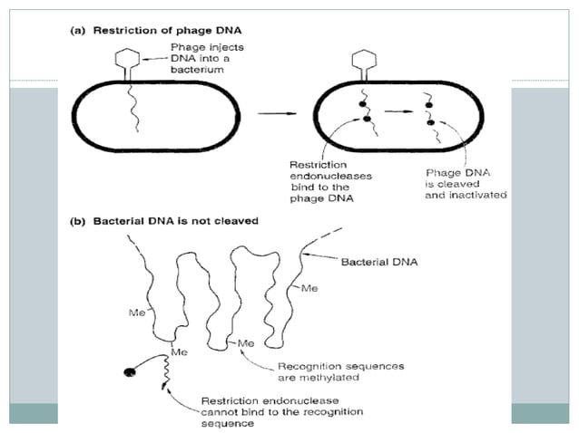 Restriction-Modification system, Types of Restriction enzymes | PPTX