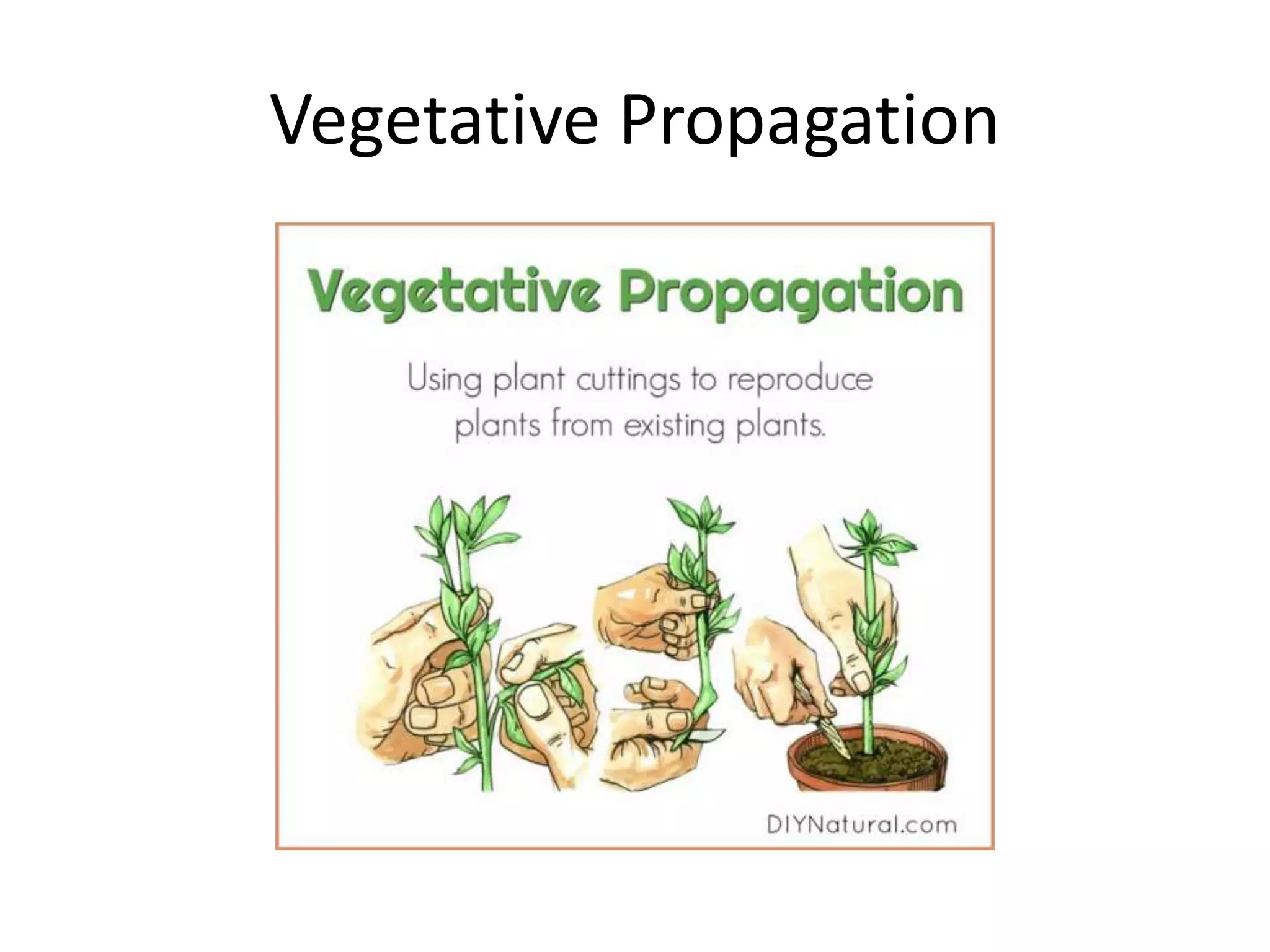 Vegetative propagation | PPTX