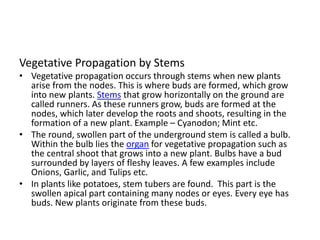 Vegetative propagation | PPTX