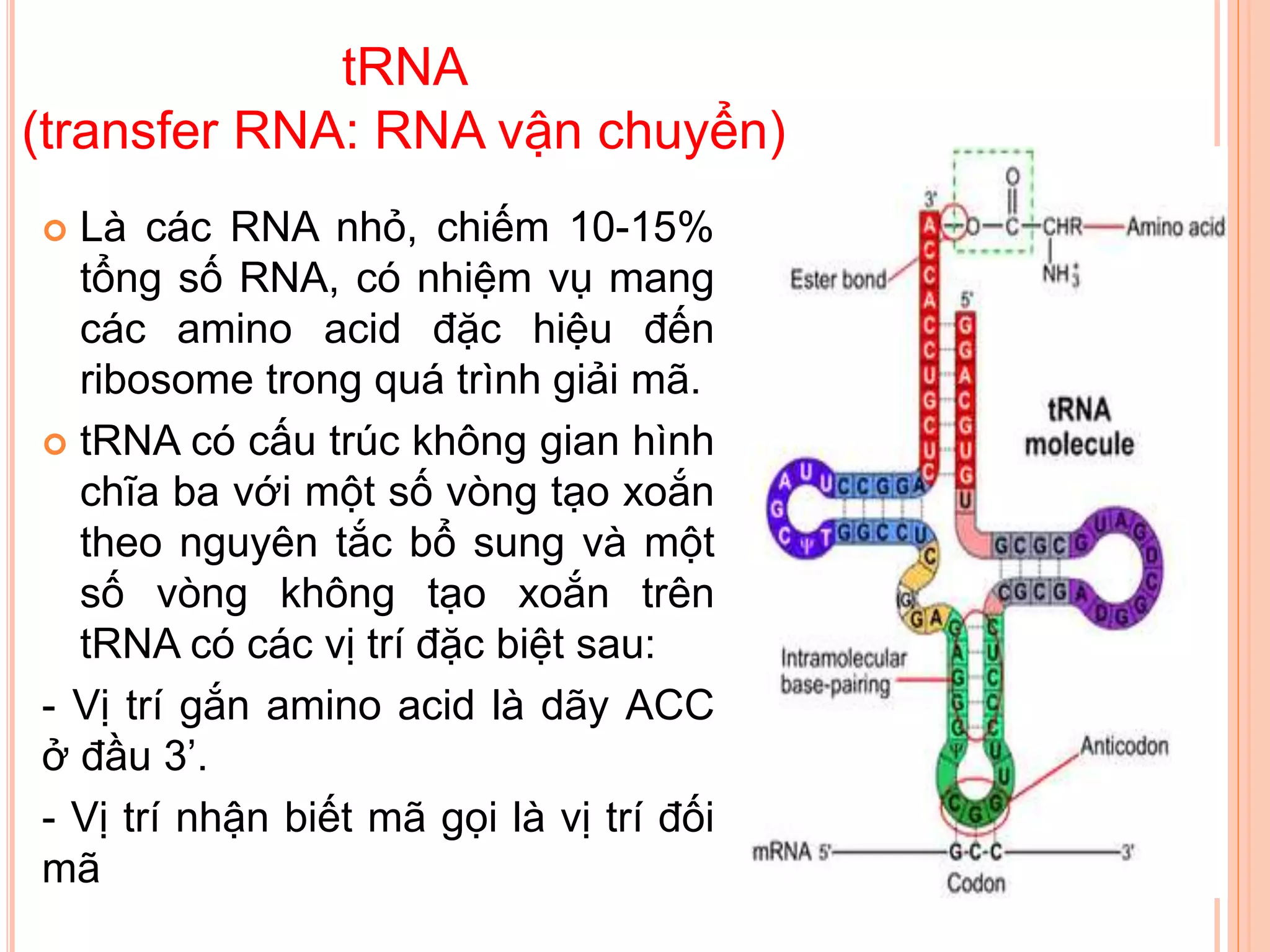 Rna qua trinh phien ma | PPTX