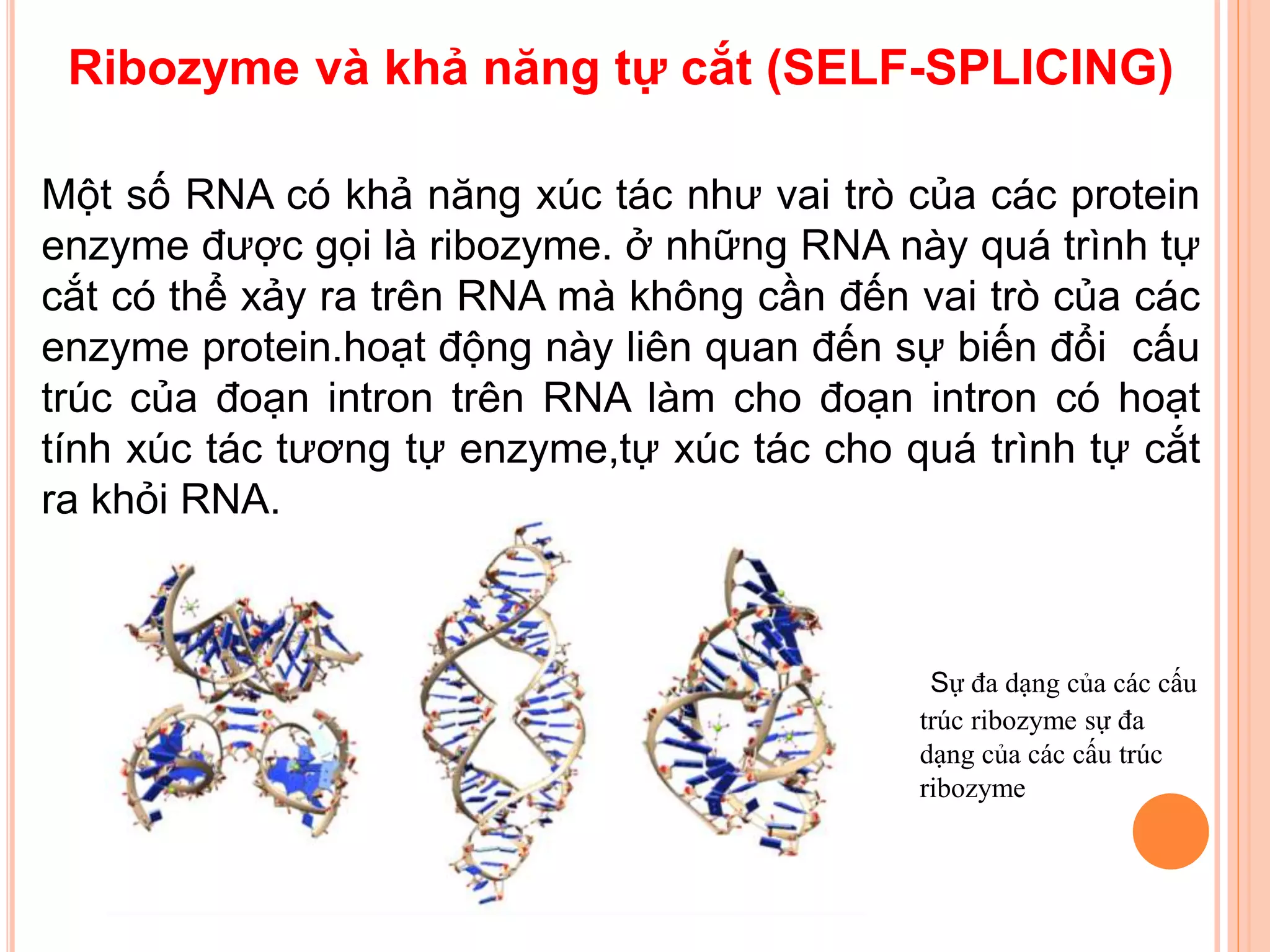 Rna qua trinh phien ma | PPTX